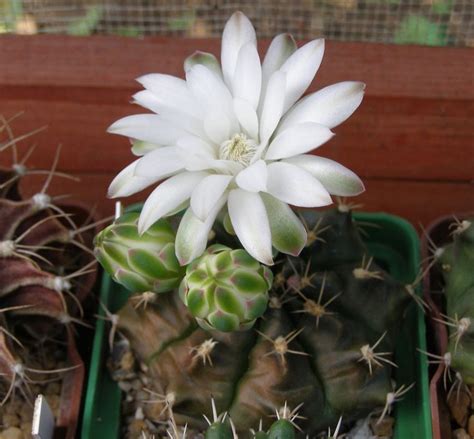 Gymnocalycium Anisitsii