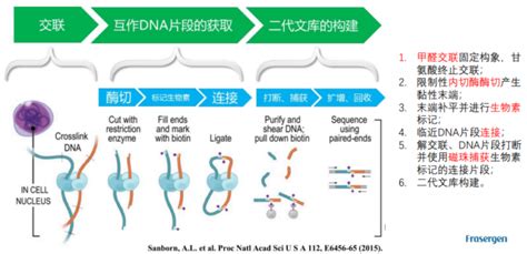 三维基因组技术(三):hi C 数据比对及hic Pro的使用 Public Library Of Bioinformatics 三维基因组技术(三):hi C 数据比对及hic Pro的使用 Public Library Of Bioinformatics