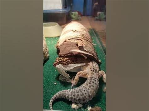 Leopard gecko shedding skin part 1 - YouTube