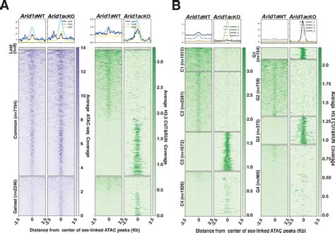 Arid1a Governs The Silencing Of Sex Linked Transcription During Male