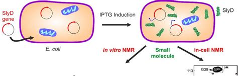 In Cell Nmr Analysis Of Protein Small Molecule Interactions Metabolic Processes And Protein