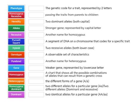 Punnett Square Vocabulary Match Up