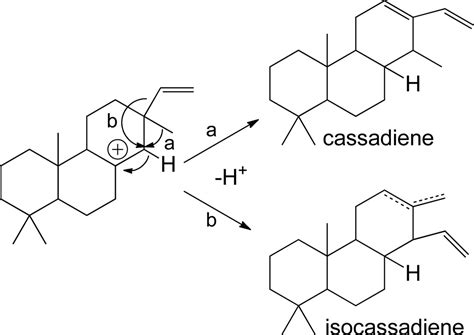 Two Rings In Them All The Labdane Related Diterpenoids Pmc