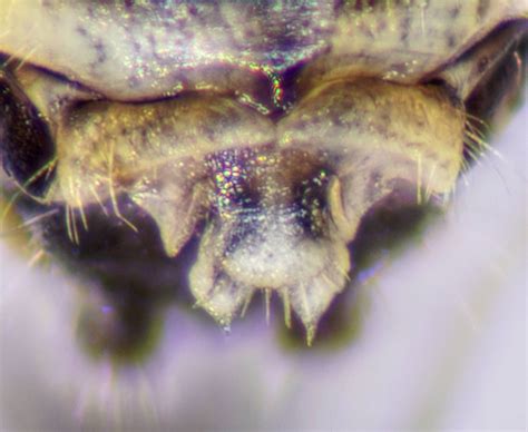 Psococerastis Gibbosa Naturespot