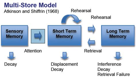 Psychology As Level Aqa Multi Store Model Of Memory