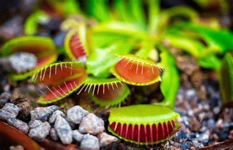 Carnivorous Plant Seeds Expert Growing Tips And Care