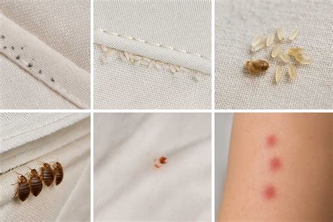 How To Tell If You Have Bed Bugs