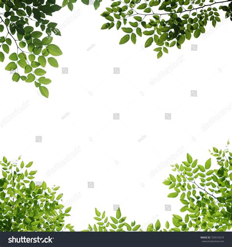 Tree Branch Isolated Nature Frame Background Stock Photo 729510274 Shutterstock
