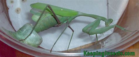 Praying Mantis Eggs Hatching