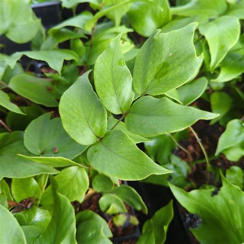 Cyrtomium Macrophyllum Secret Garden Growers