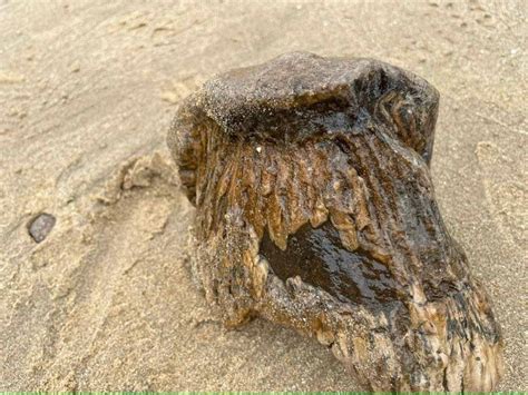 FossilPorn Cool Pictures Of Fossils SFW