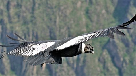 The Condor Colombias Majestic Bird Of The Skies