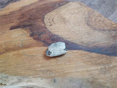 Cretaceous Fossil Crab Etsy