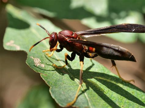 Wasp Insect Paper Free Photo On Pixabay