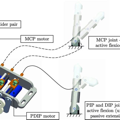 Robotic Finger Actuation MCP And Combined PIP And DIP PDIP Are Download Scientific Diagram