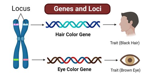 Genetic Locus Biology Simple