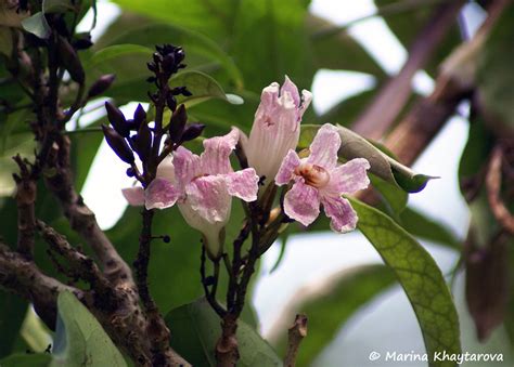 Trees Of Tropical Asia Newbouldia