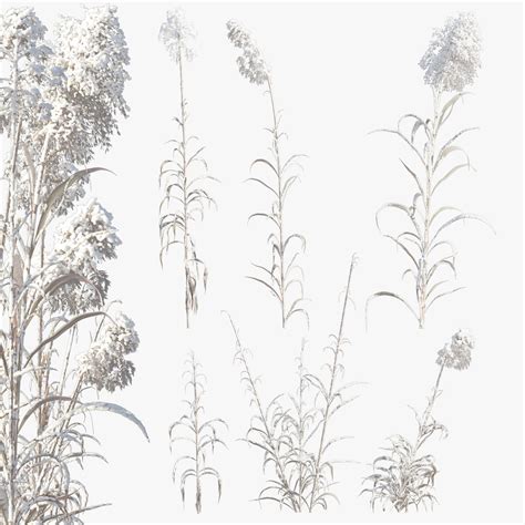 Winter Canebrake 3d Model Turbosquid 2414746