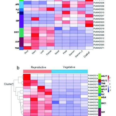 Expression Analysis Of P Campanulata Plena Mikc−type Genes In Download Scientific Diagram