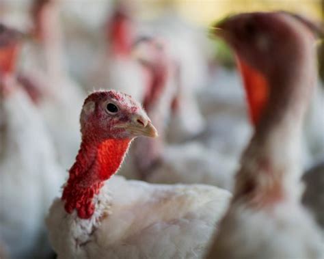 The Turkey And The Goose Moneyweb