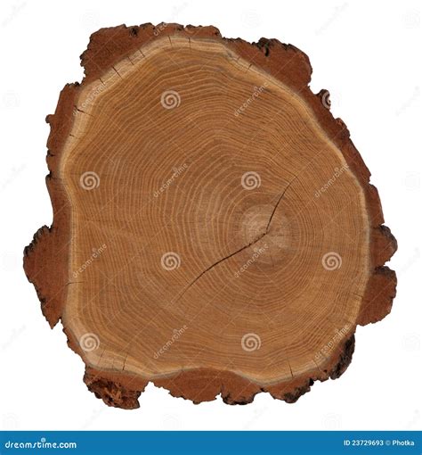Cross Section Of Tree Trunk Stock Image Image Of Isolated Circle 23729693