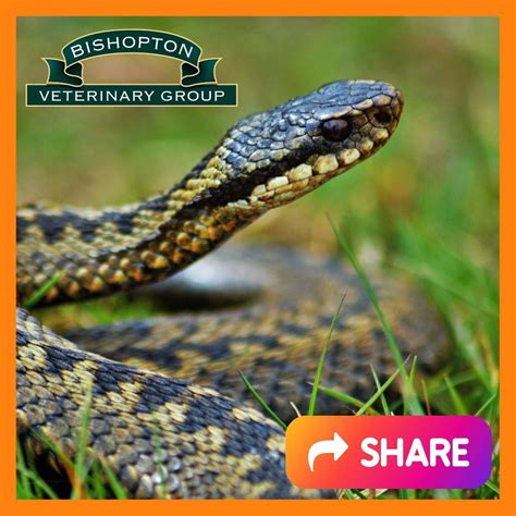 Bishopton ⚠️ Adder Bites ⚠️ Adders Are The Only Venomous Snakes In