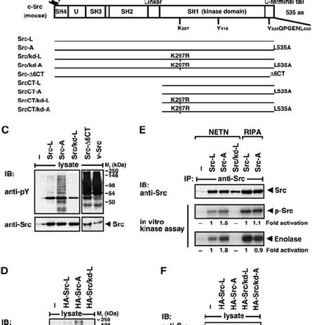 Regulation Of C Src By Its Very C Terminal Sequence A C Terminal Download Scientific