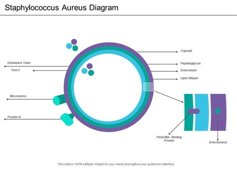 Staphylococcus Aureus Diagram Powerpoint Slide Presentation Sample Slide Ppt Template