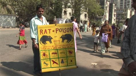 193 Rat Standing Up Stock Videos Footage And 4k Video Clips Getty Images