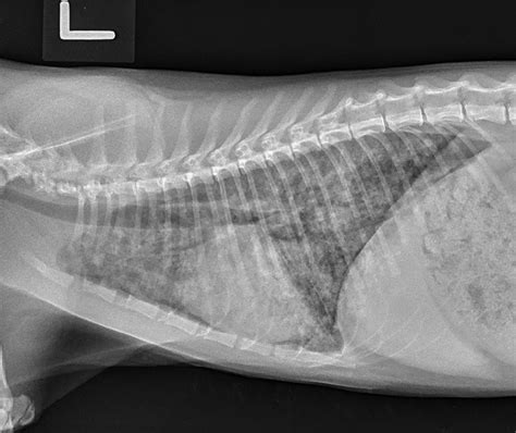 Pulmonary Edema Cat X Ray At Tracy Mcfall Blog