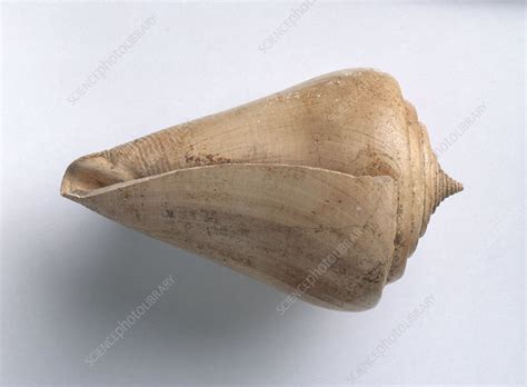 Cone Shell Stock Image C0539983 Science Photo Library