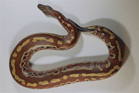 Blood Pythons The Scarlet Society