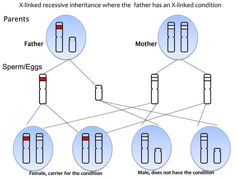 Explanation Of X Linked Inheritance Pptx