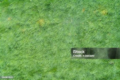 녹색 잔디가 노란색으로 바뀌기 시작하는 배경 길고 바람이 부는 잔디가 있는 가을 밭 초원에서 식물을 건조 0명에 대한 스톡 사진 및 기타 이미지 Istock