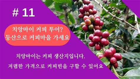 치앙마이 등산으로 커피 농장 방문하기 Youtube