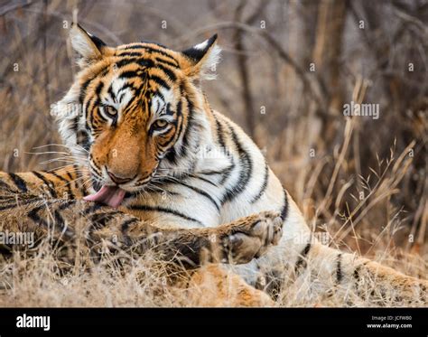 Portrait Of A Bengal Tiger Ranthambore National Park India Stock