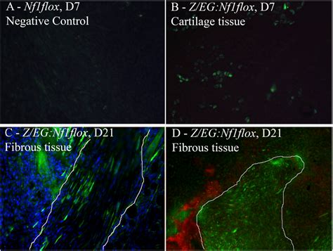 Figure 2 From A Combination Of Rhbmp 2 Recombinant Human Bone Morphogenetic Protein 2 And Mek