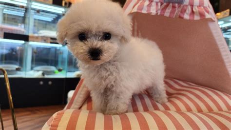 비숑프리제 두부 보더콜리분양가격 프렌치불독분양가격 빠삐용분양가격 파피용분양가격 사모예드분양가격 스피츠분양가격 시바견분양가격 시베리안허스키분양가격 시츄분양가격 요크셔테리어분양