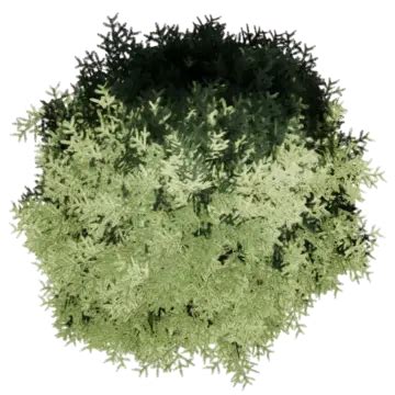 Pine Tree Architecture Aerial View A Architecture Tree Plan PNG