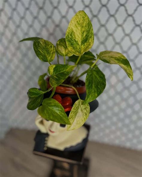 10 Small Plants That Will Perfectly Fill Those Small Empty Spaces