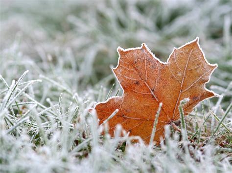 Frost On Leaves