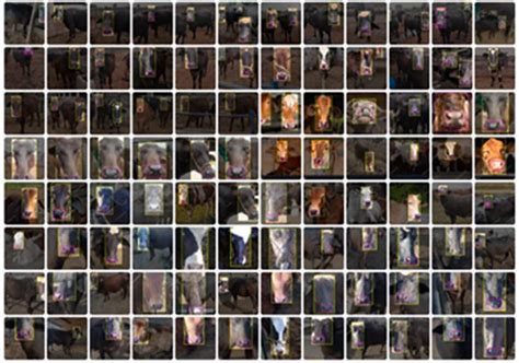 A Sample From Annotated Data Download Scientific Diagram