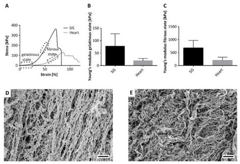 bioengineering an open access journal from mdpi