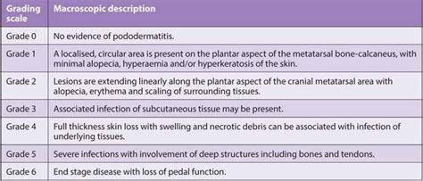 Sore Hocks Ulcerative Pododermatitis — Westleys World