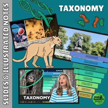 Taxonomy Slides Illustrated Notes Color Digital Differentiated