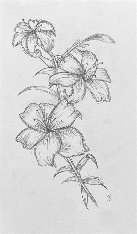 Lily Drawings