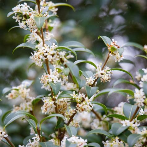 Topiary Ball 50 60 25l Osmanthus Burkwoodii