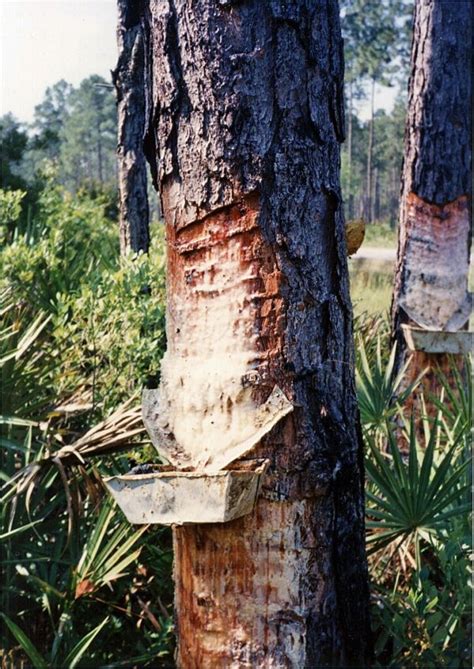 Pine Sap Turpentine And Potatoes Neatorama