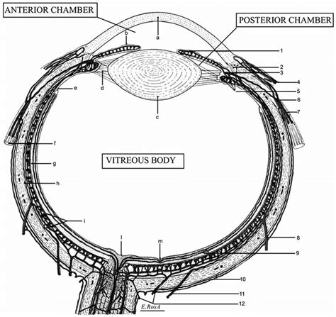 Suspensory Ligament Eye