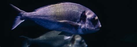 Humane Fish Slaughter Whats The Best Way Ccmar